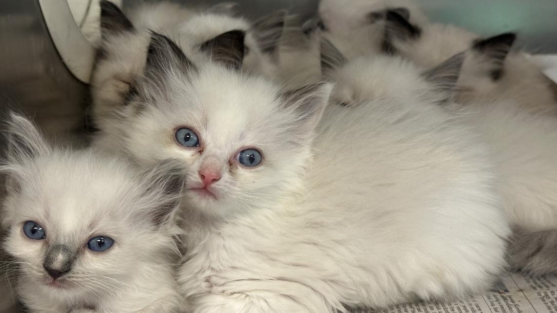 Pennsylvania SPCA agents, police rescue 78 cats and kittens from ...