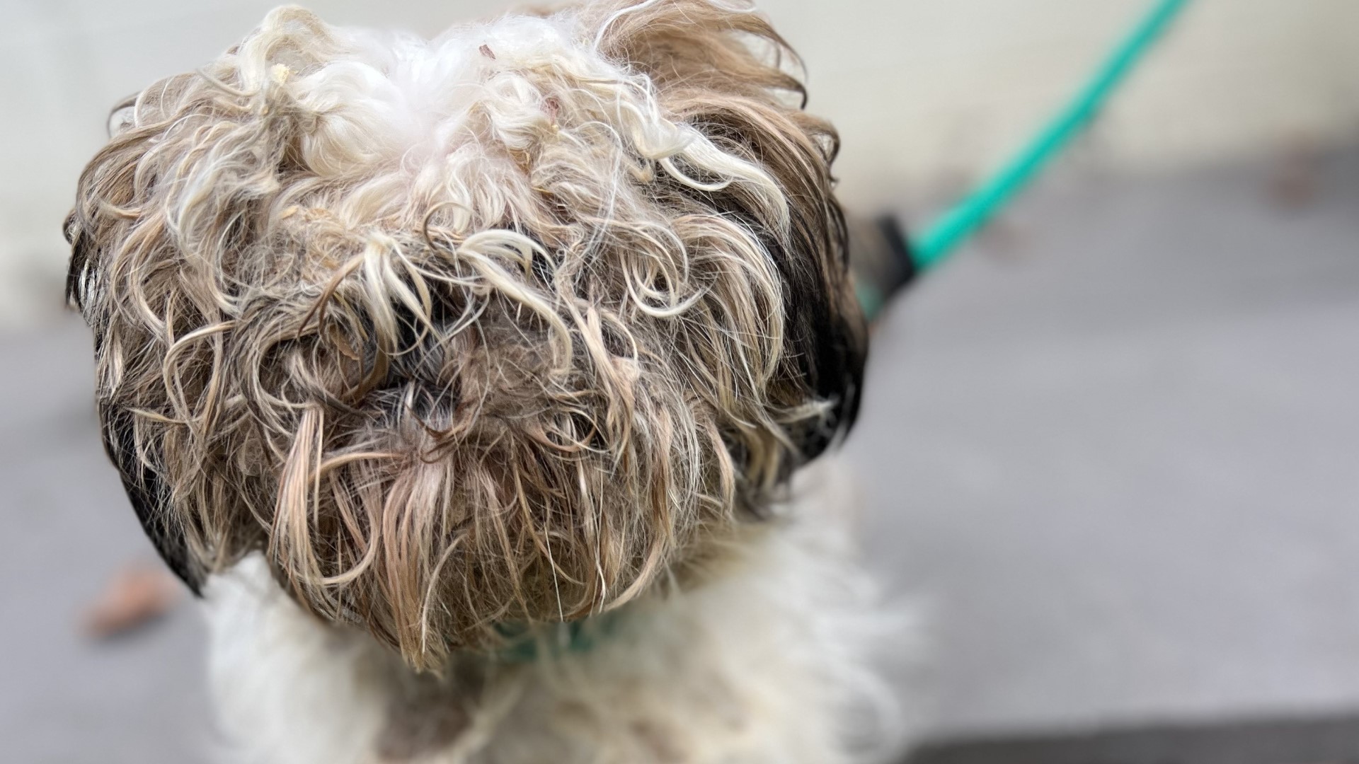 21 dogs taken from Lancaster County breeder over health and living ...