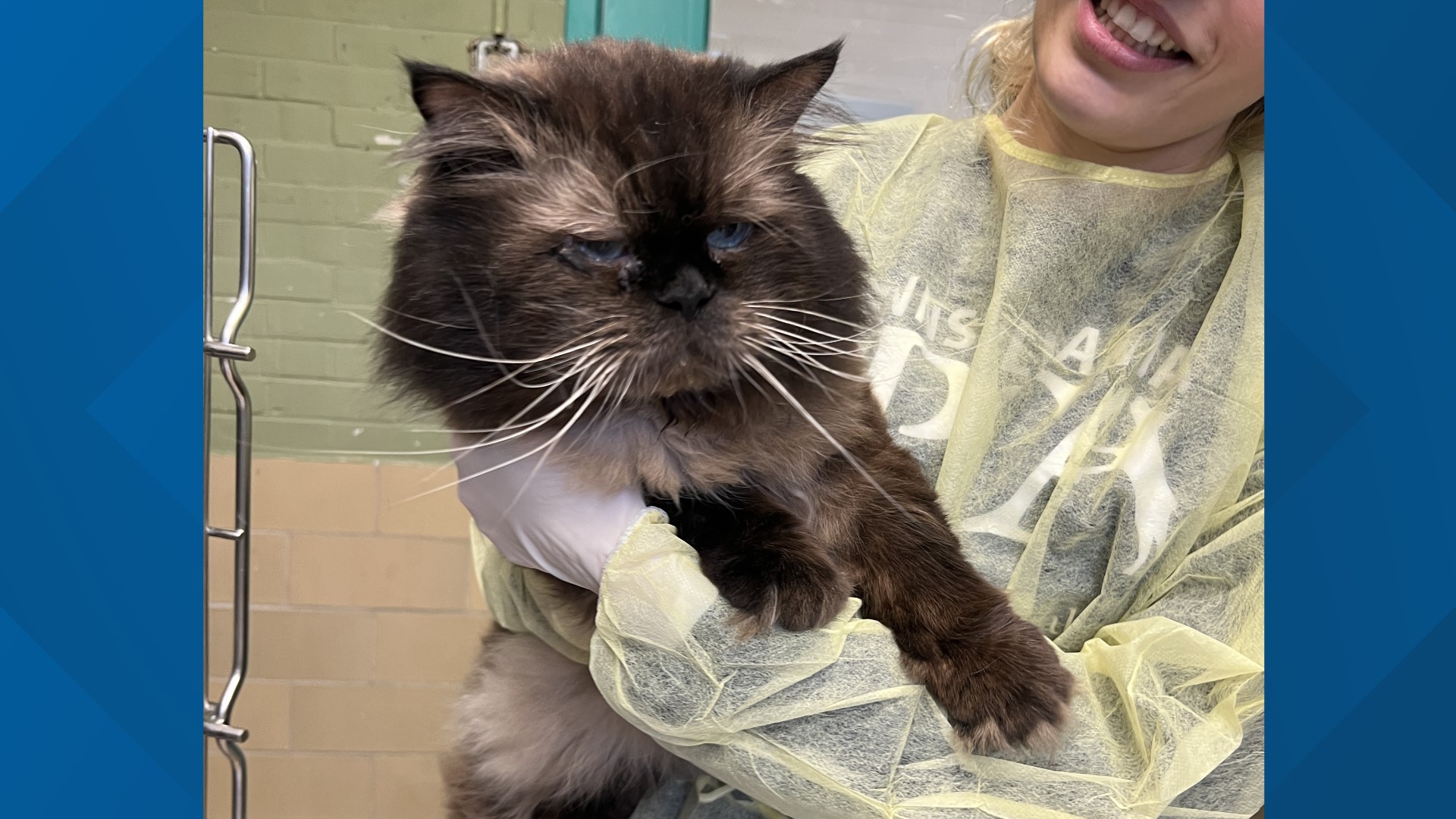 Pennsylvania SPCA rescues nearly 100 cats from breeder in Lancaster ...