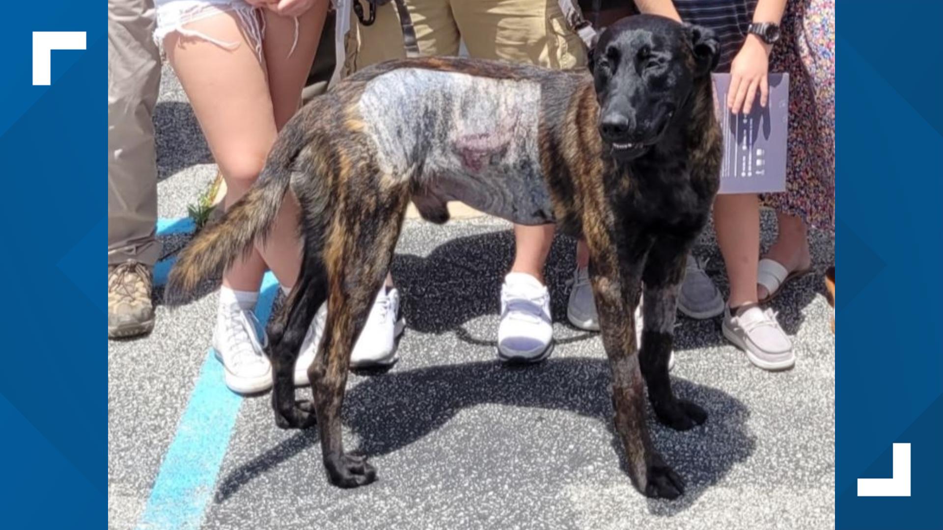 Injured police K9 returns home | fox43.com