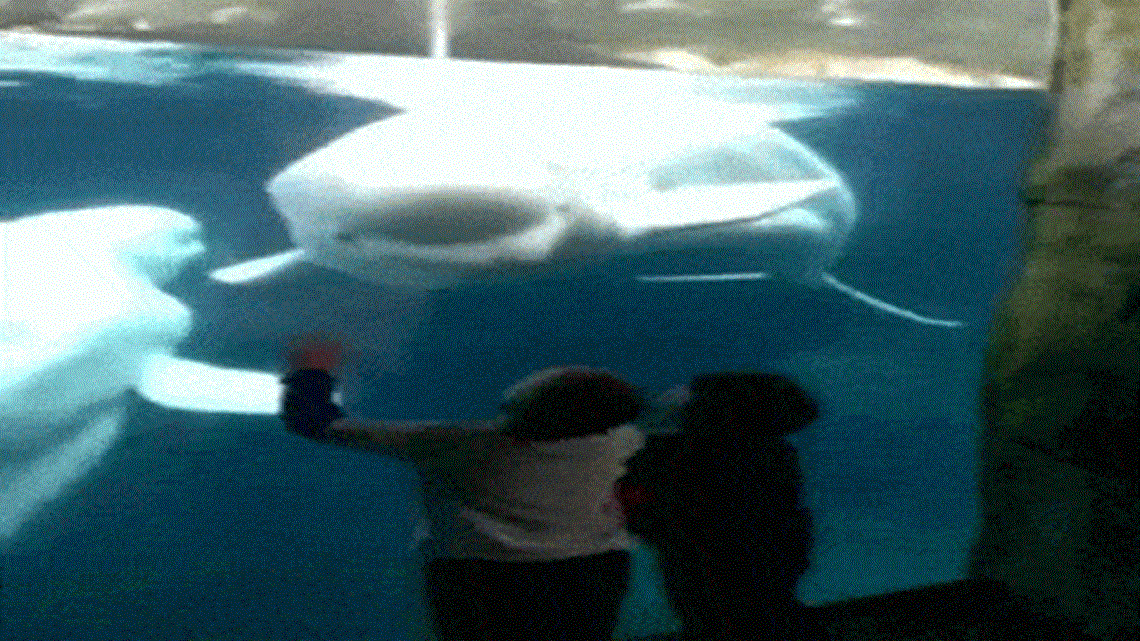 Watch as this whale scares, taunts, and teases kids at aquarium | fox43.com