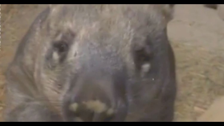 Wombat poop: Scientists have finally discovered why it’s cubed | fox43.com