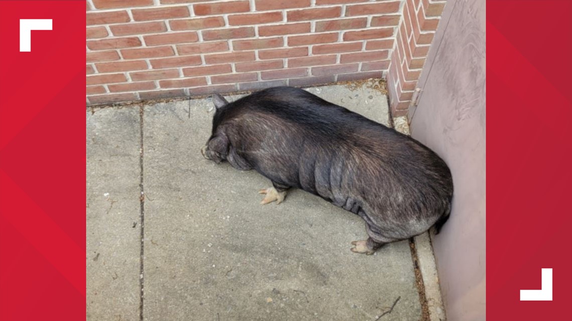 Police capture escaped pig in Lancaster Township | fox43.com