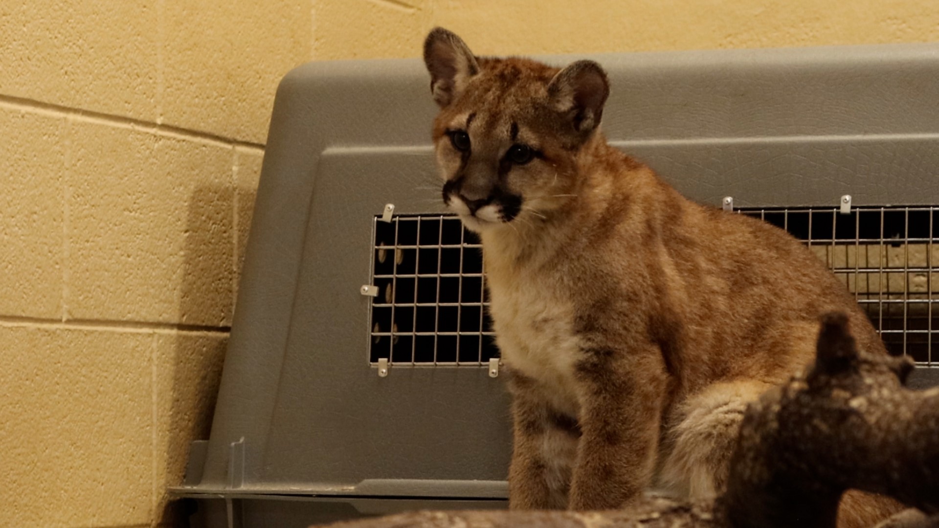 Philadelphia Zoo welcomes two orphaned puma cubs rescued from ...