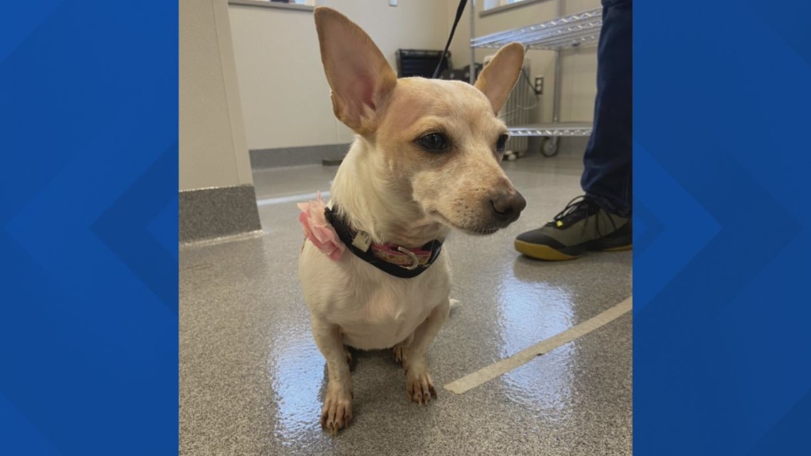 Furry Friends with Mimi, the dog! | fox43.com