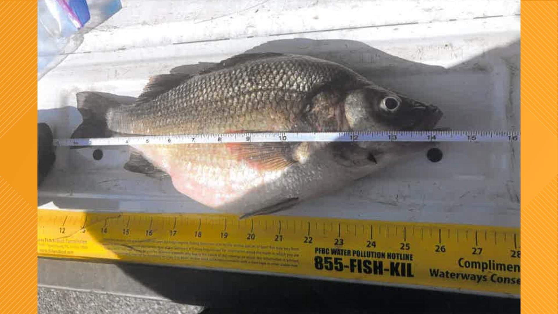 State record-breaking white perch reeled in by 19-year-old | fox43.com