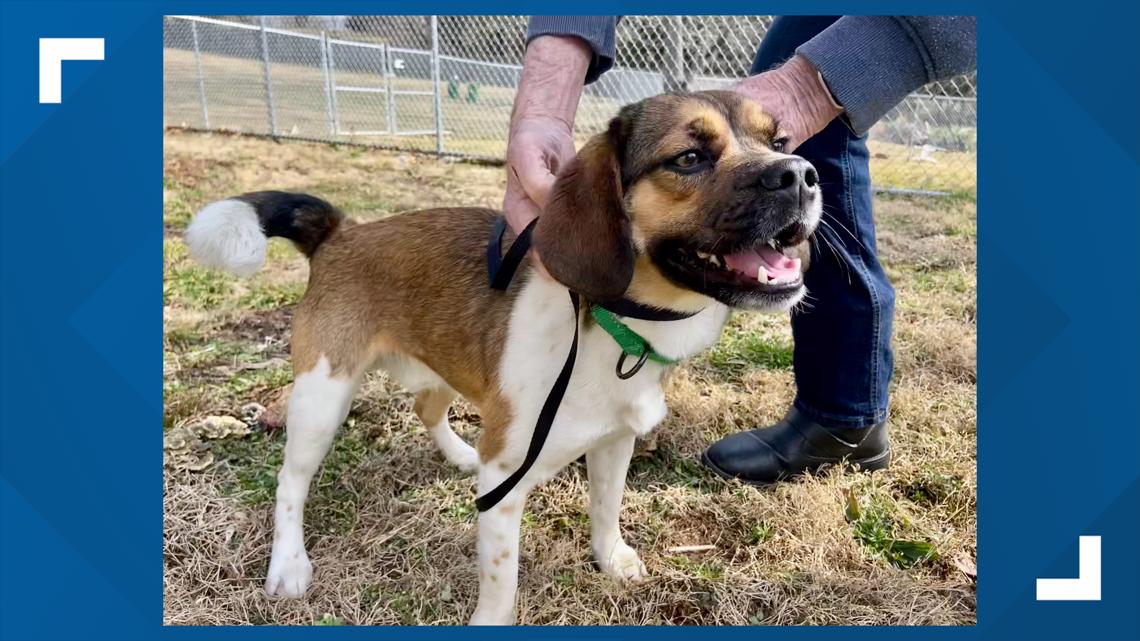 Furry friends with Tanner, the dog! | fox43.com