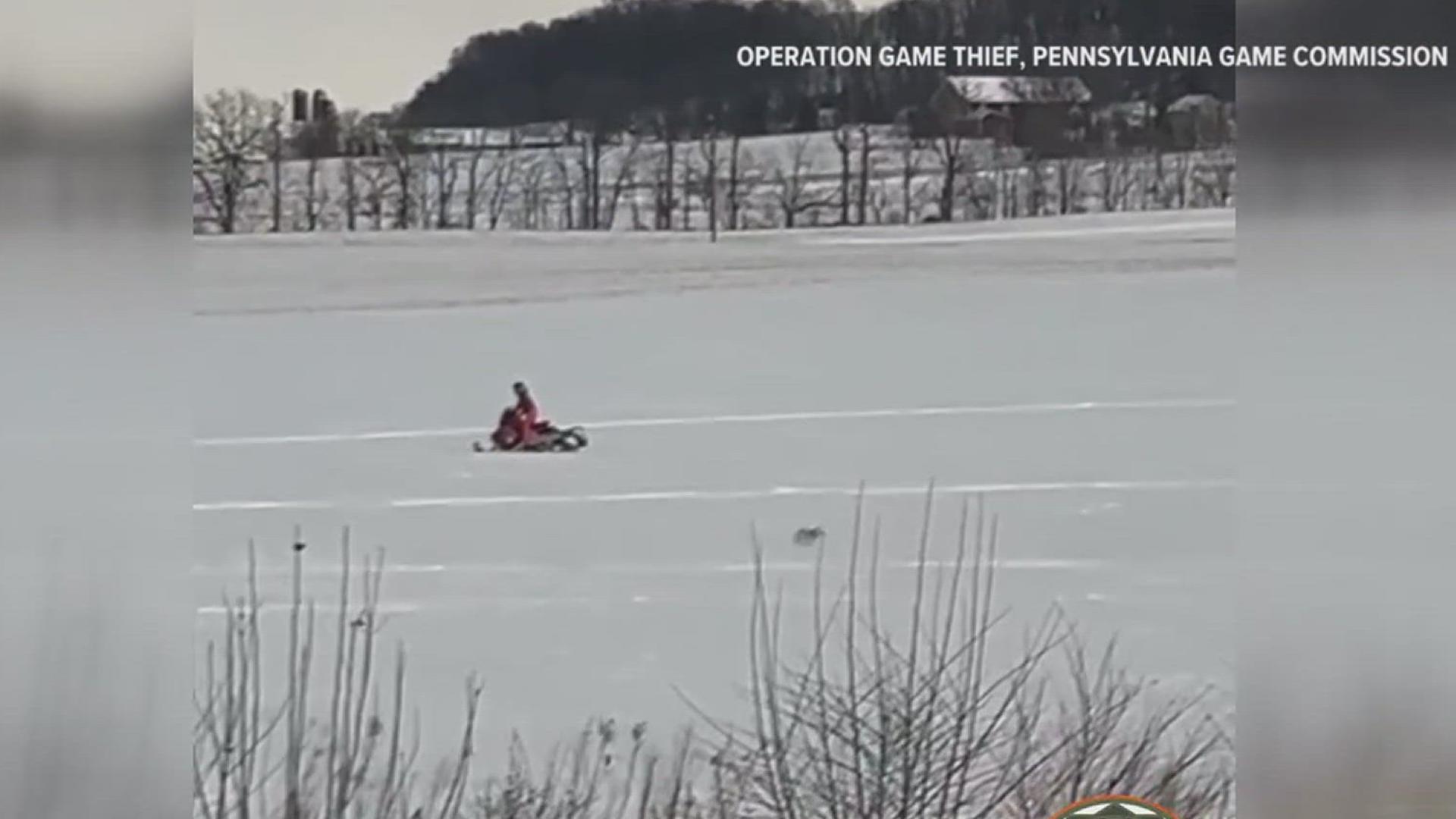 Red fox harassed by two snowmobilers in Lebanon County | fox43.com