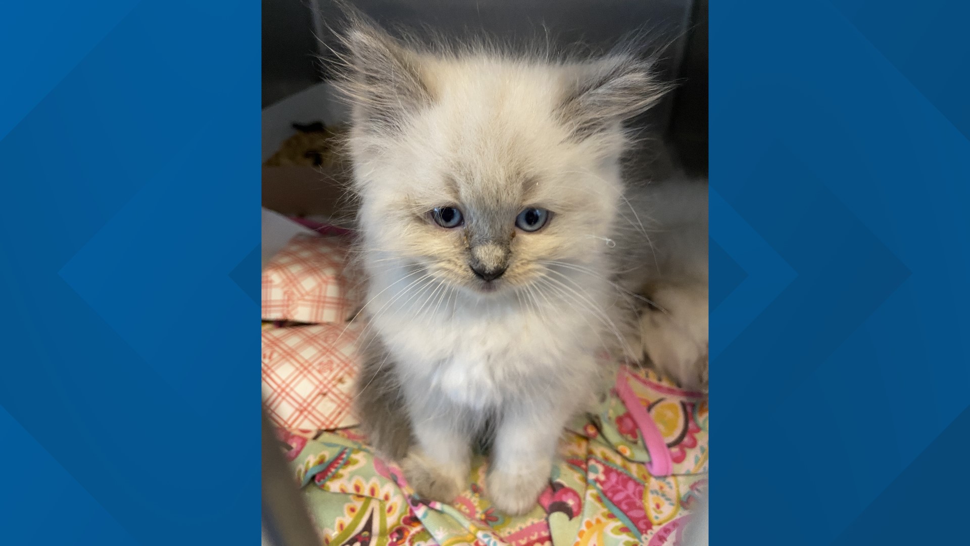 Pennsylvania SPCA rescues nearly 100 cats from breeder in Lancaster ...