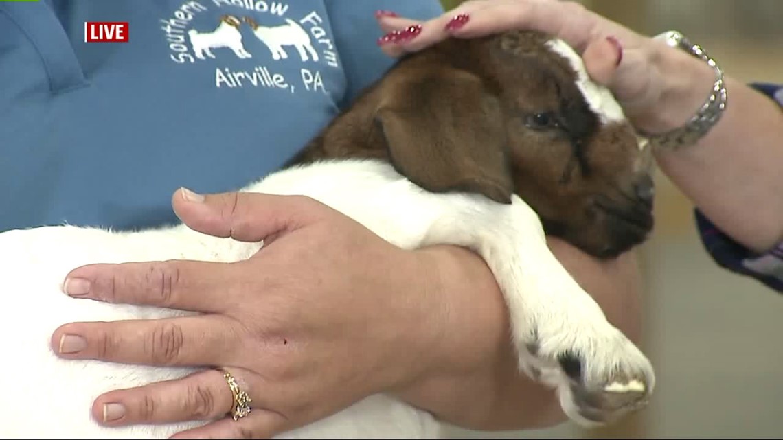 Goat Mountain provides amusing animal attraction at York Fair | fox43.com