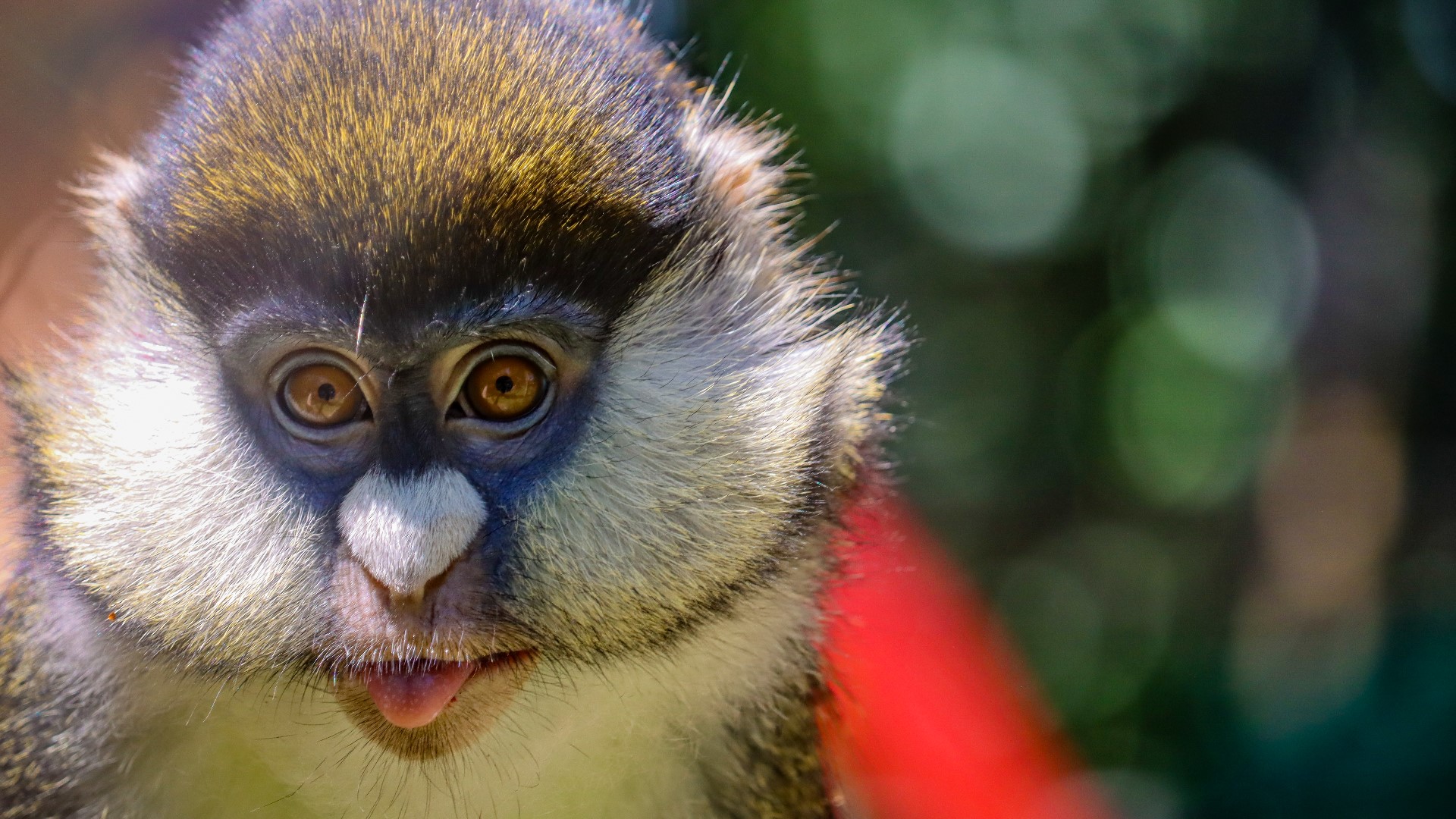 Philadelphia Zoo announces baby boom of rare species and brand new walk ...