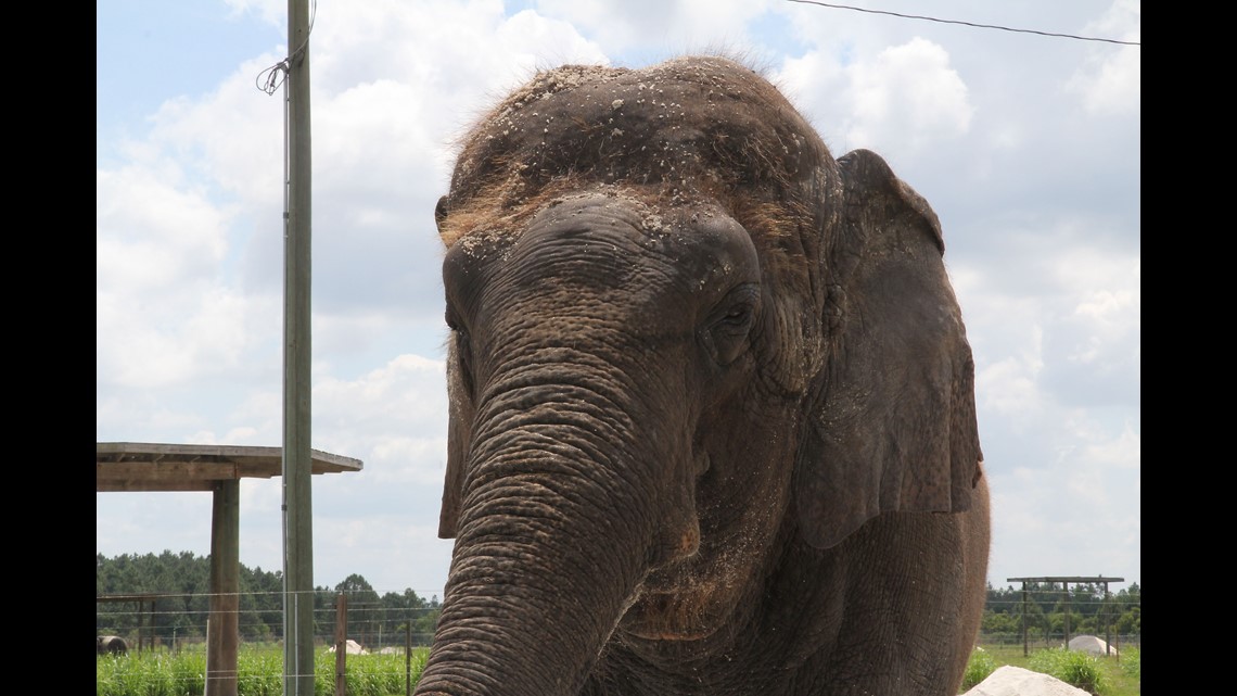 Ringling Bros. elephants perform last show | fox43.com