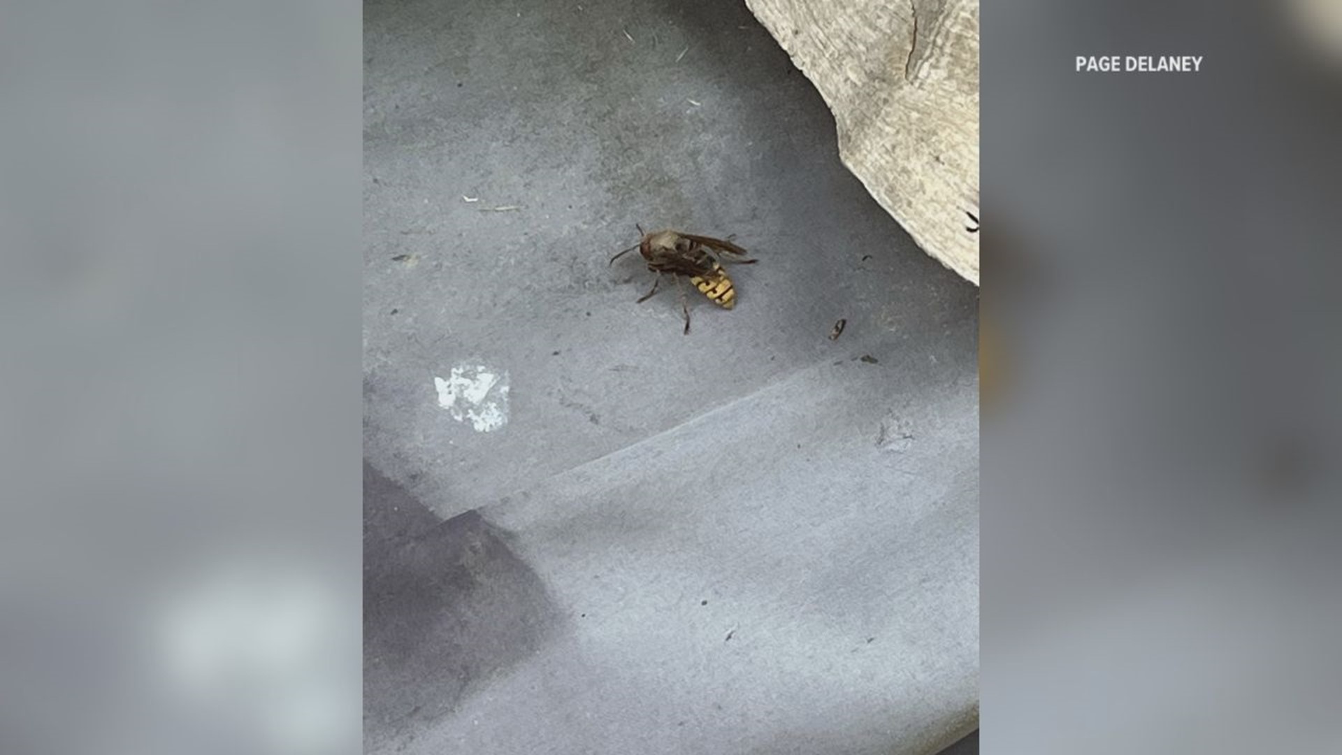 No, those giant wasps in your yard are not 'murder hornets' | VERIFY ...