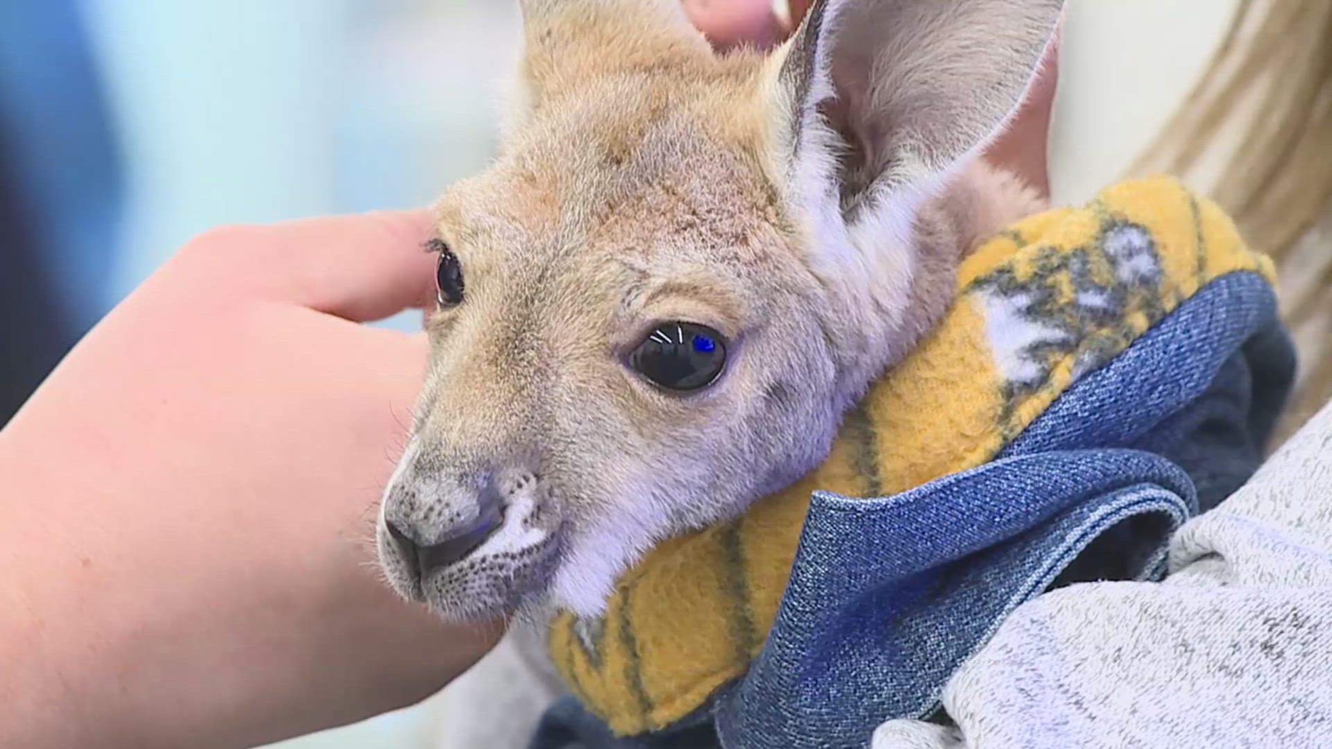 Baby kangaroo visits nurses at Penn State Health in Cumberland County ...