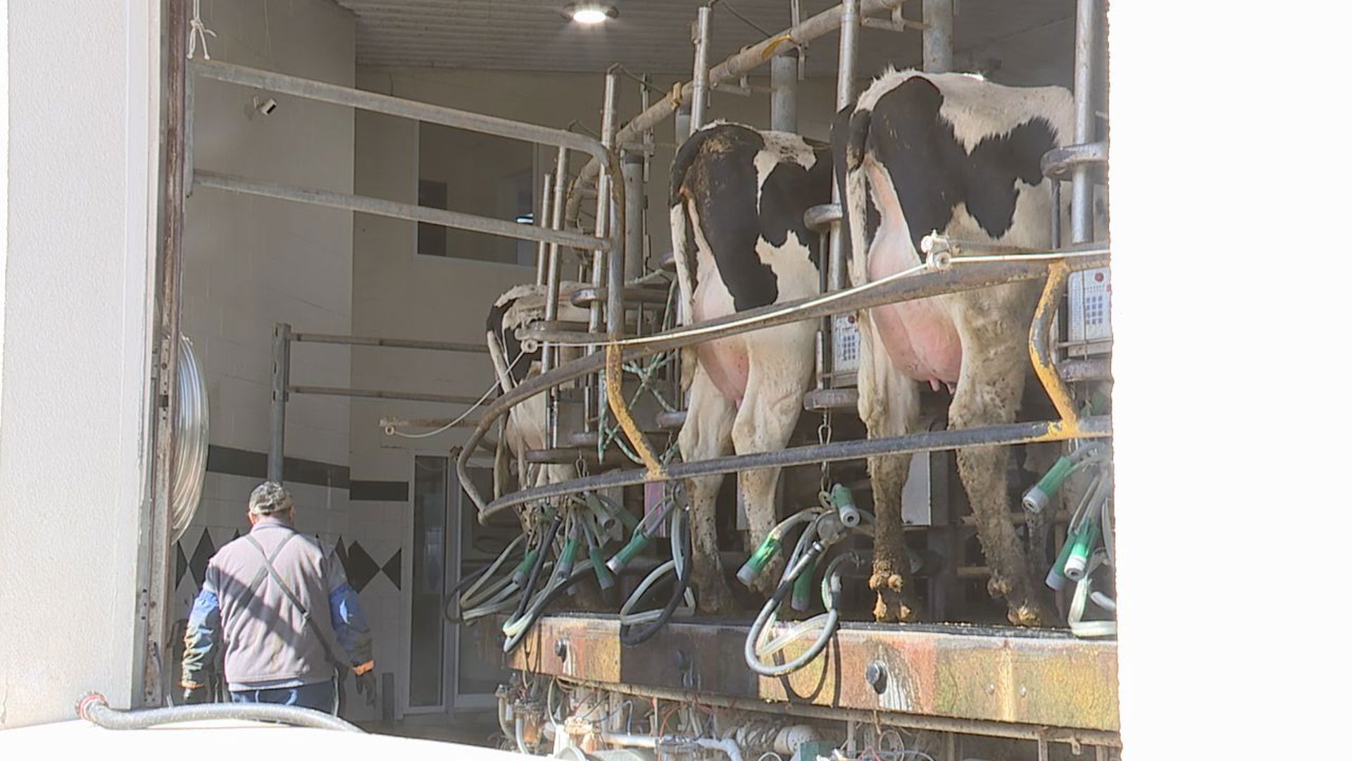Dairy farmers push for whole milk return in schools | fox43.com