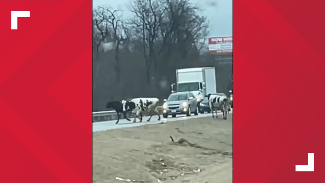 Portion of Interstate 81 briefly shut down after cows invade the ...