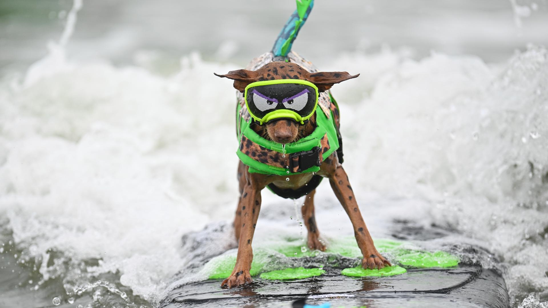 Who's the top dog? Wave-riding canines compete in the World Dog Surfing ...