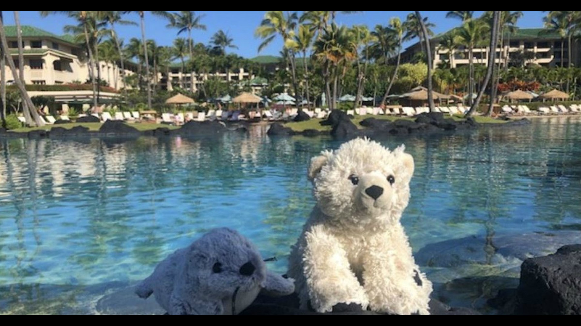 Boy leaves beloved bear behind, Hawaii hotel sends it on adventures ...