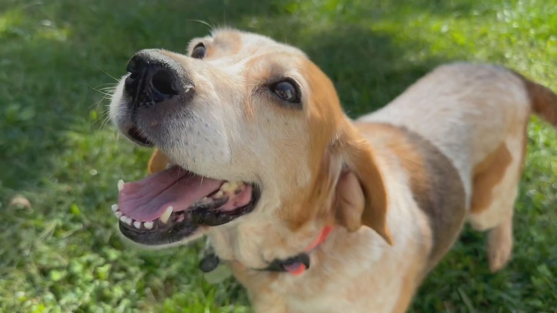 Furry Friends with Connie, the dog! | fox43.com