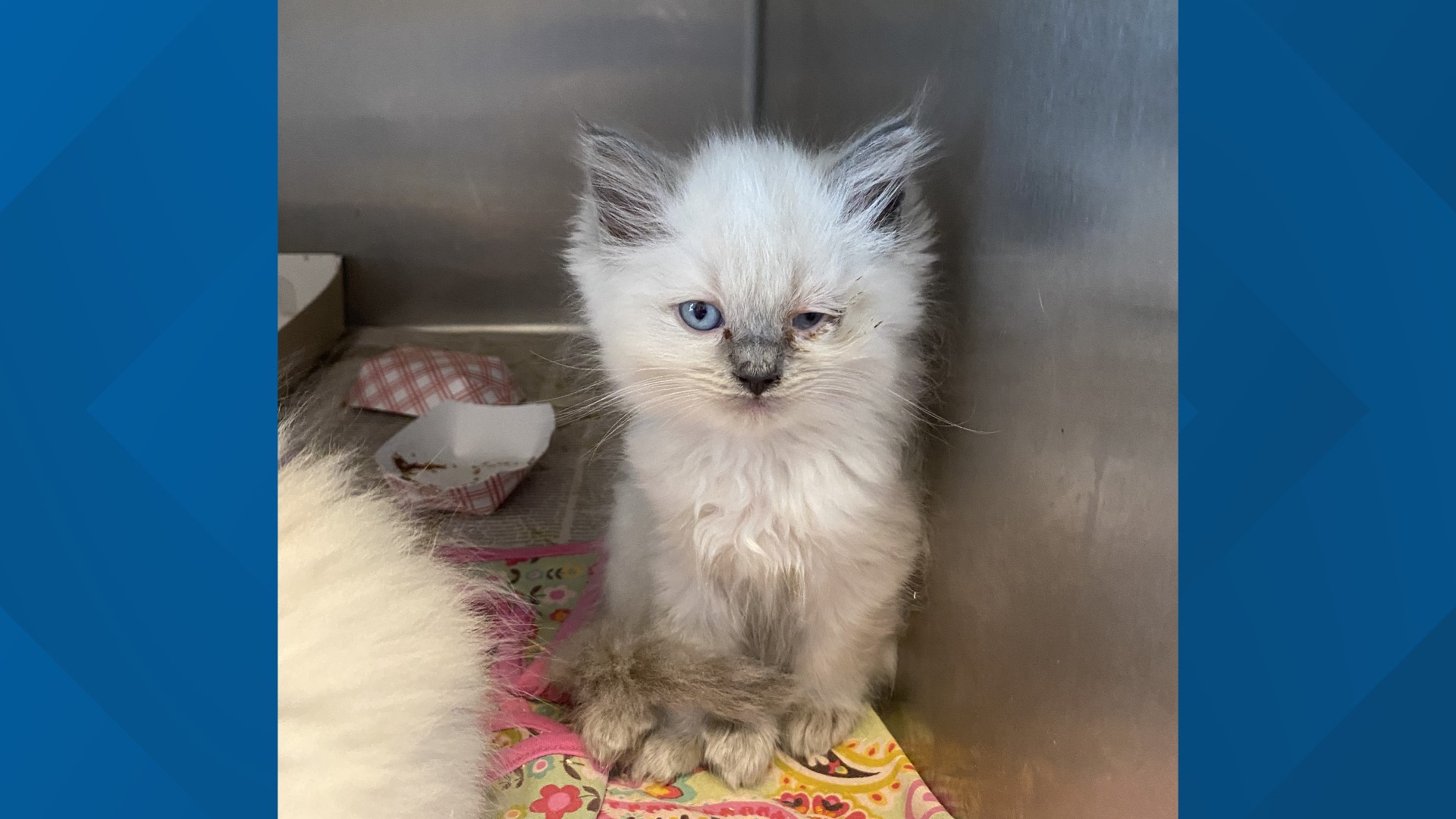 Pennsylvania SPCA rescues nearly 100 cats from breeder in Lancaster ...