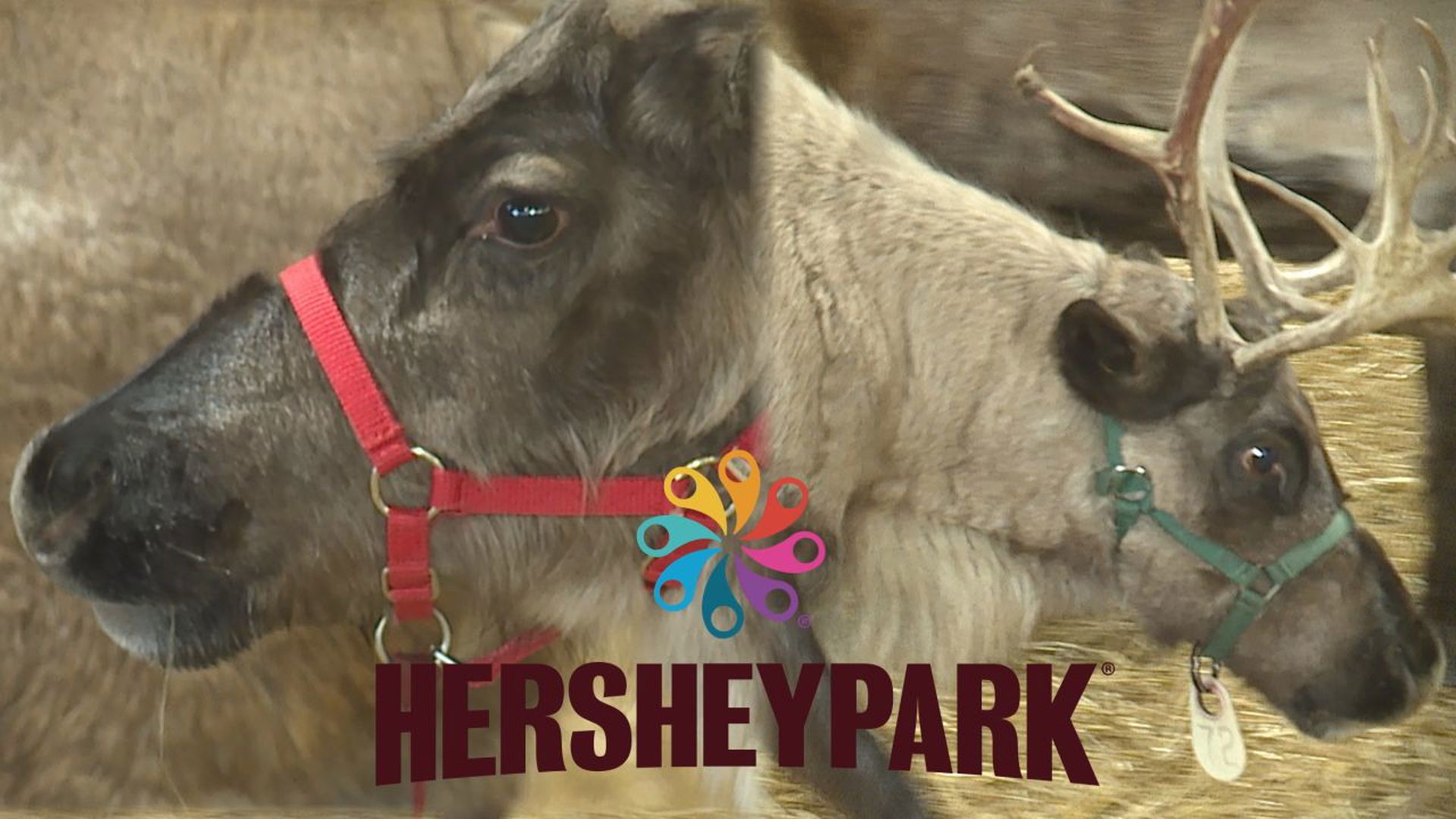 Getting to know Santa's reindeer at Hersheypark Christmas Candylane ...
