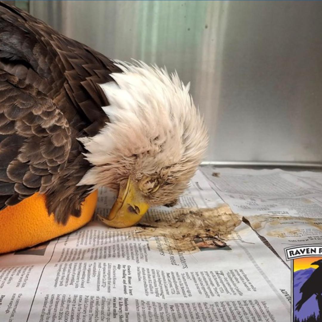 Wildlife center shares heartfelt plea to hunters after sick bald eagle ...