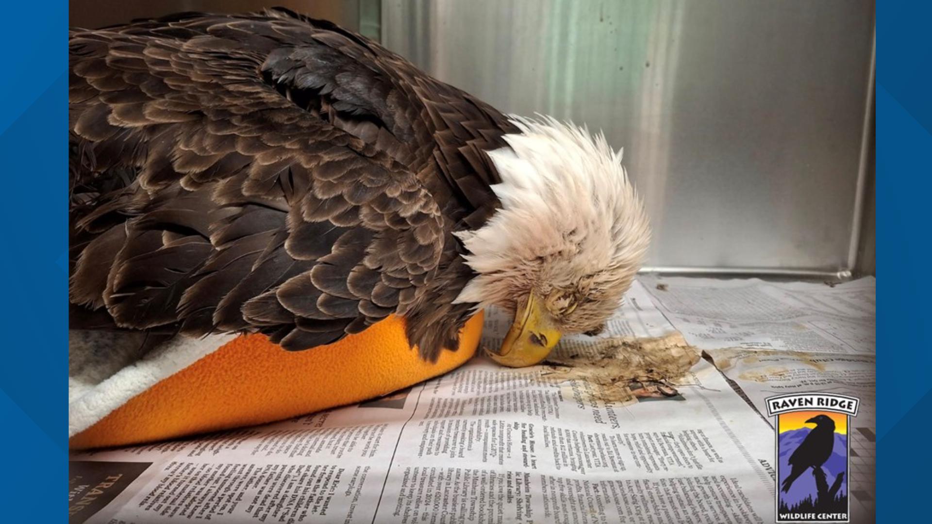 Wildlife center shares heartfelt plea to hunters after sick bald eagle ...