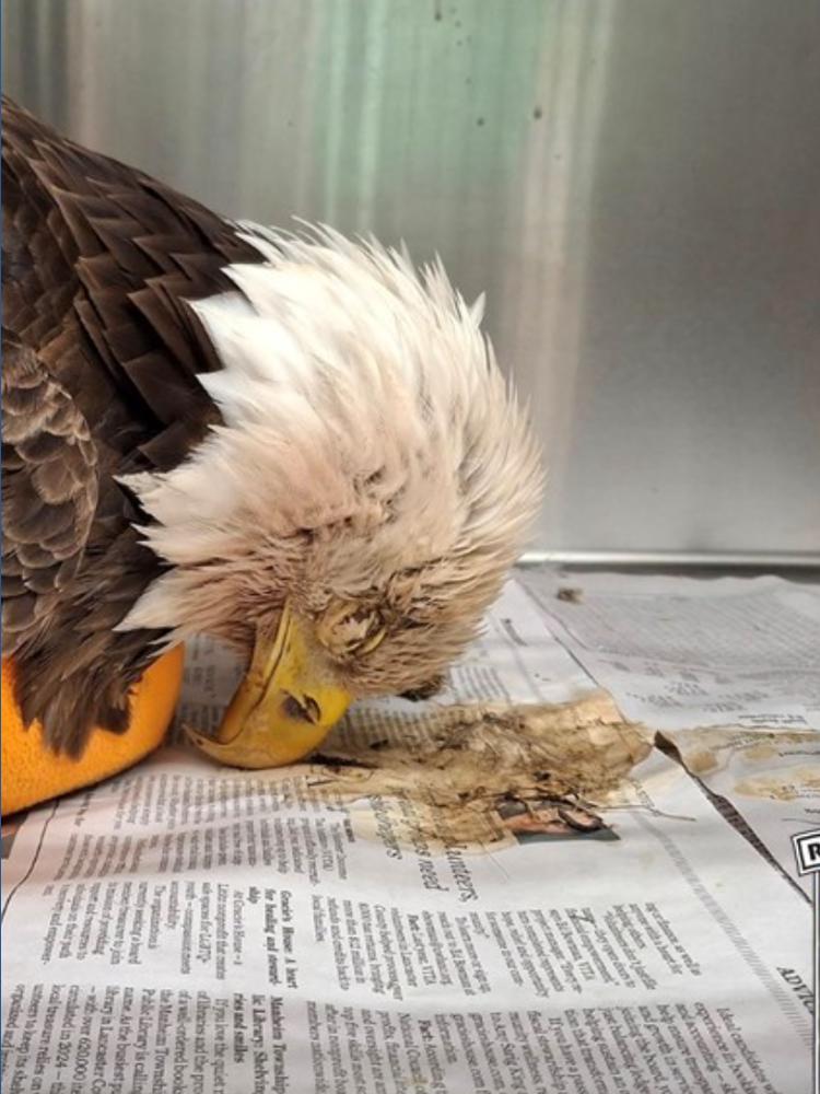 Wildlife center shares heartfelt plea to hunters after sick bald eagle ...