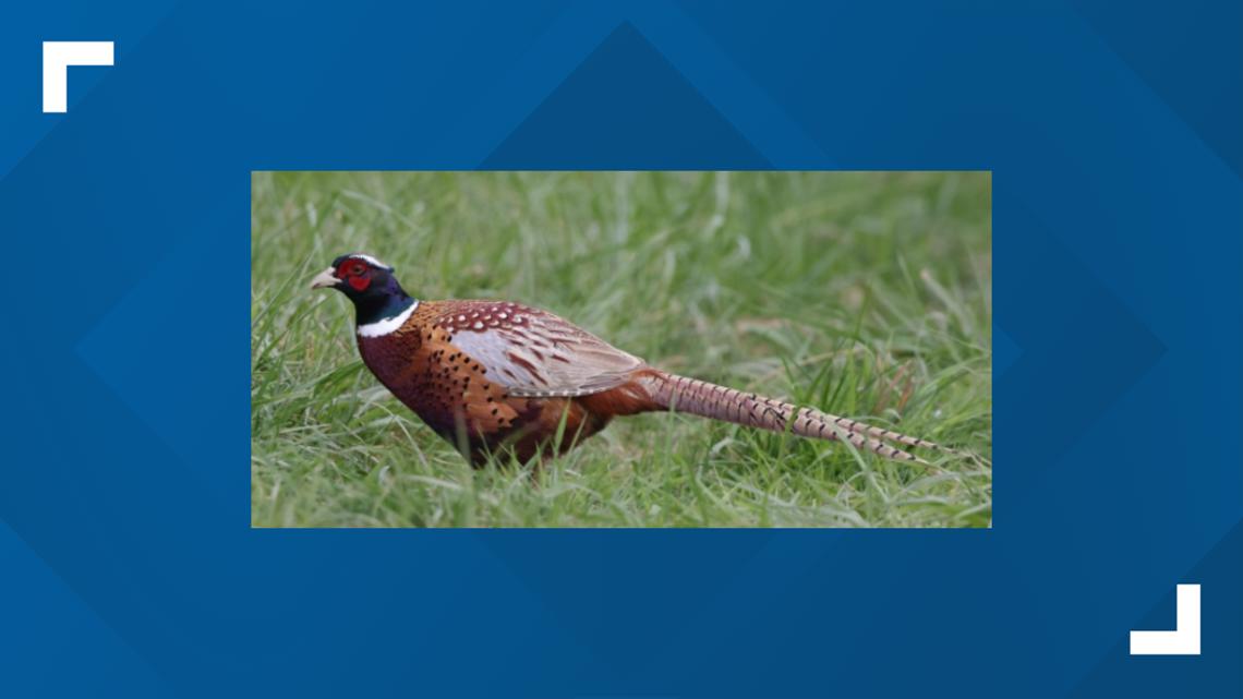 PA Game Commission to release additional pheasants for final two weeks ...
