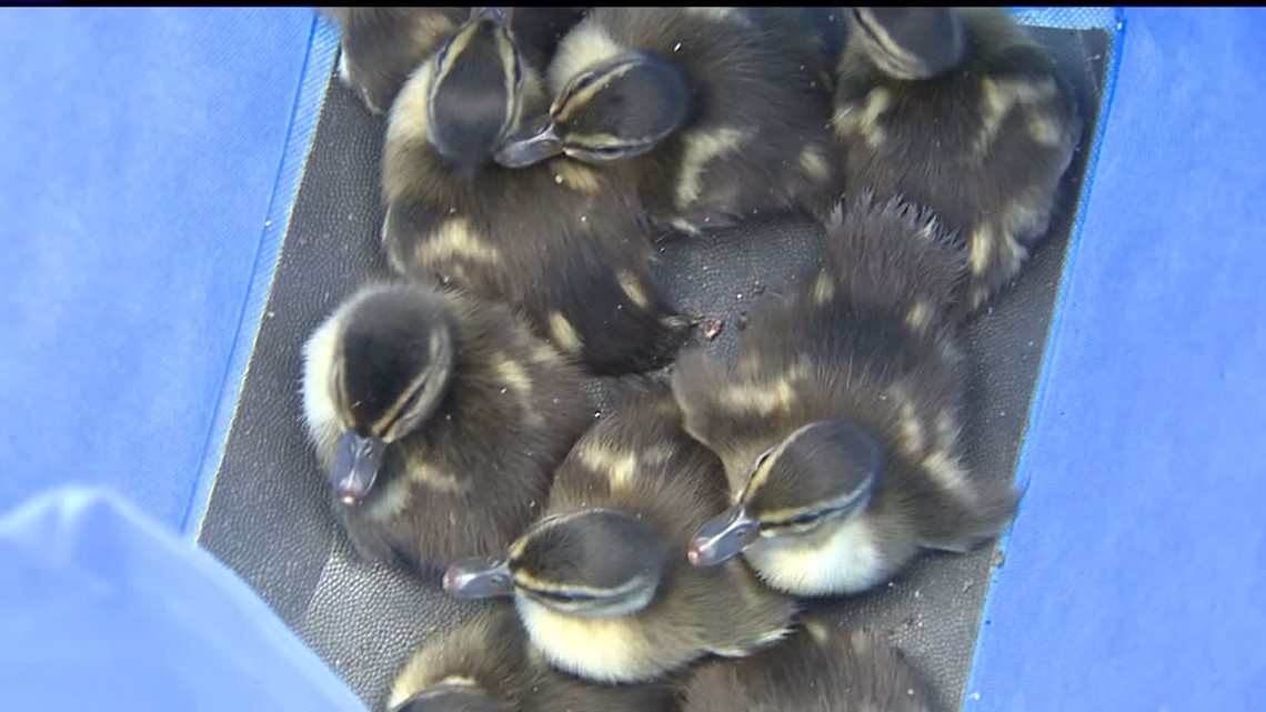 13 ducklings reunited with their mother after being rescued in York ...