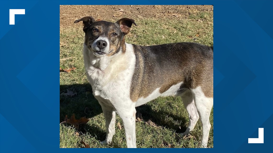 Furry friends with Milo, the dog! | fox43.com