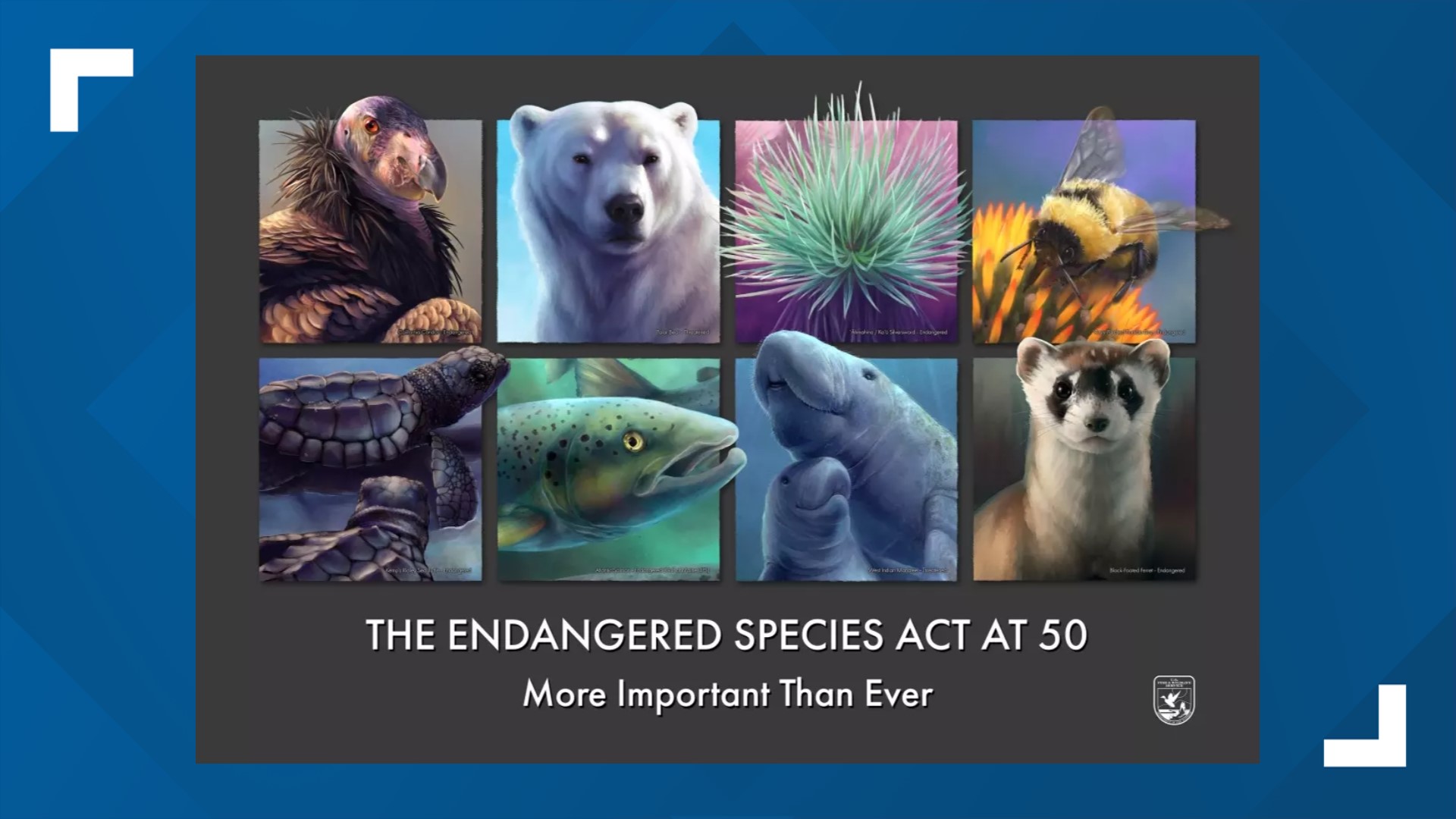USFWS celebrates 50 years of ESA | fox43.com