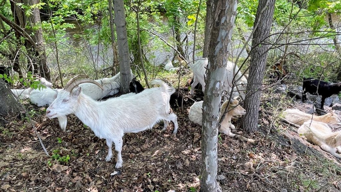 Grazing goats replace lawnmowers for weed management in Franklin County ...