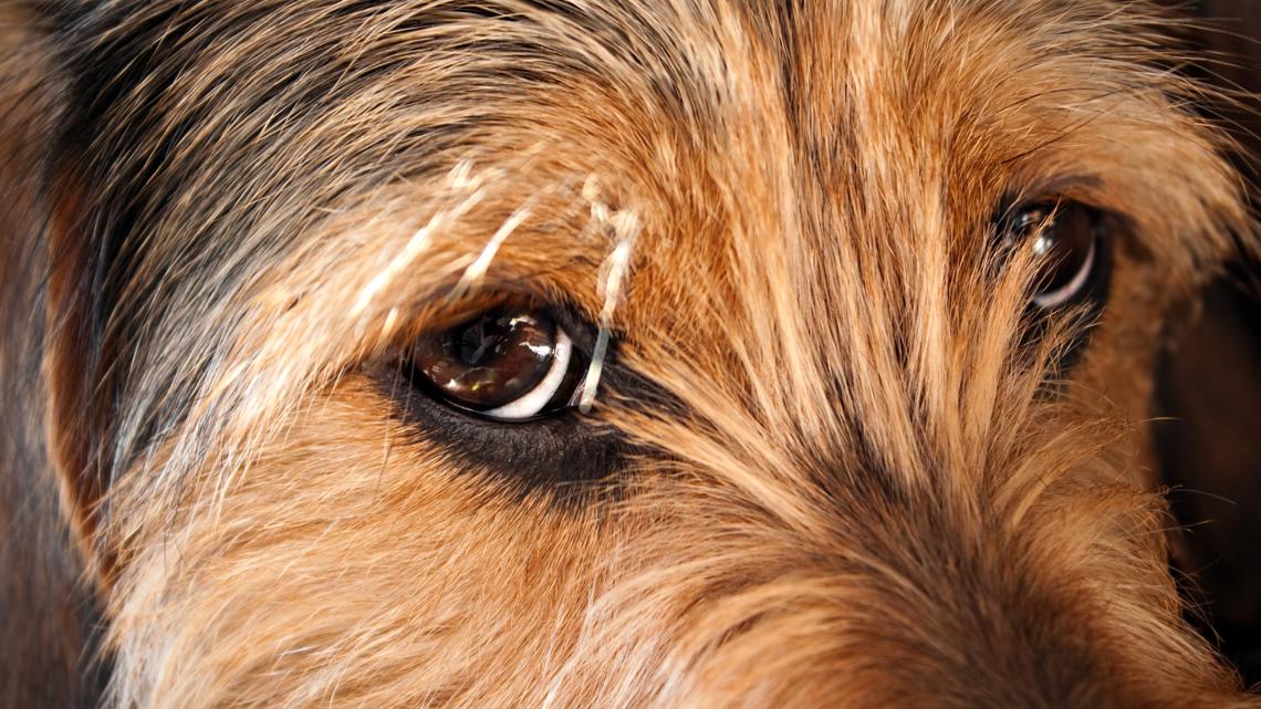 Cumberland County Treasurer's Office announces switch to new ...