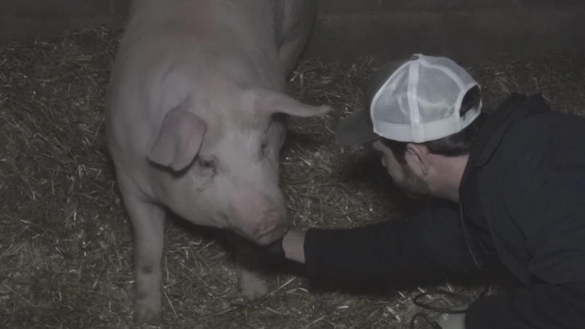 Pig that escaped trailer along Route 30 in Lancaster finds new home at ...