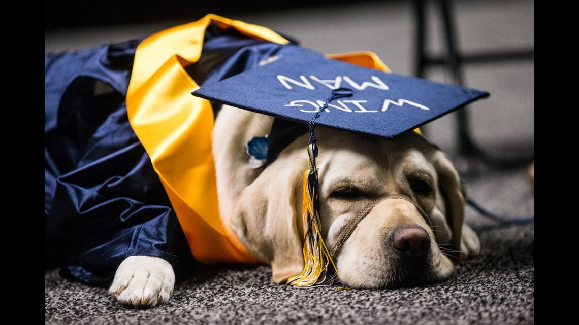 Service dog graduates from Cedar Cliff High School | fox43.com