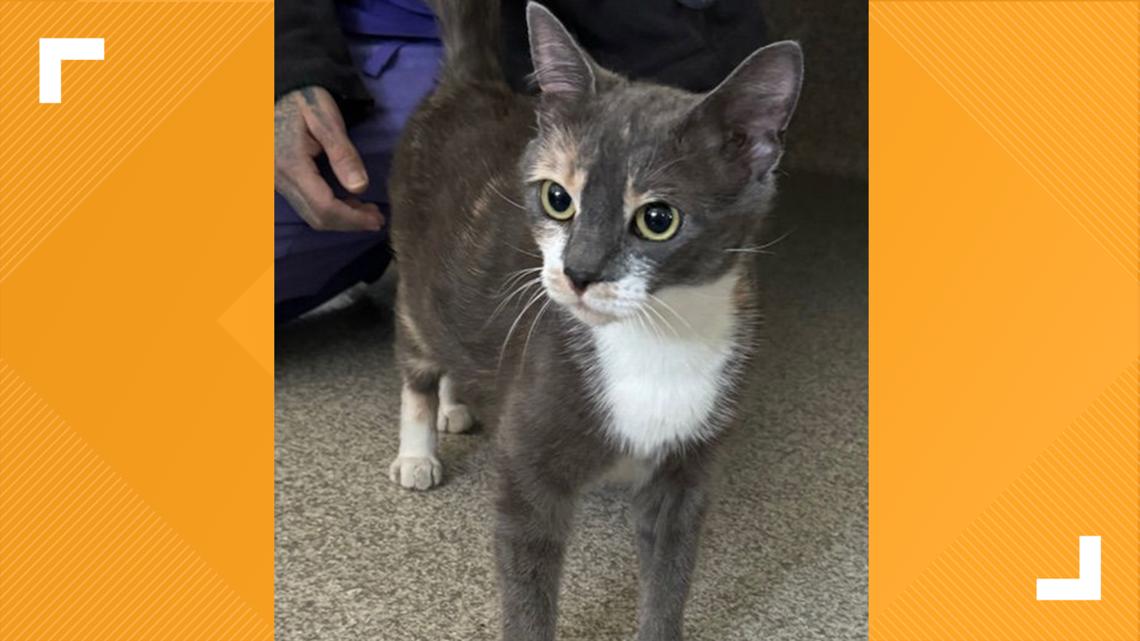 Furry Friends | Meet Patches, the cat! | fox43.com