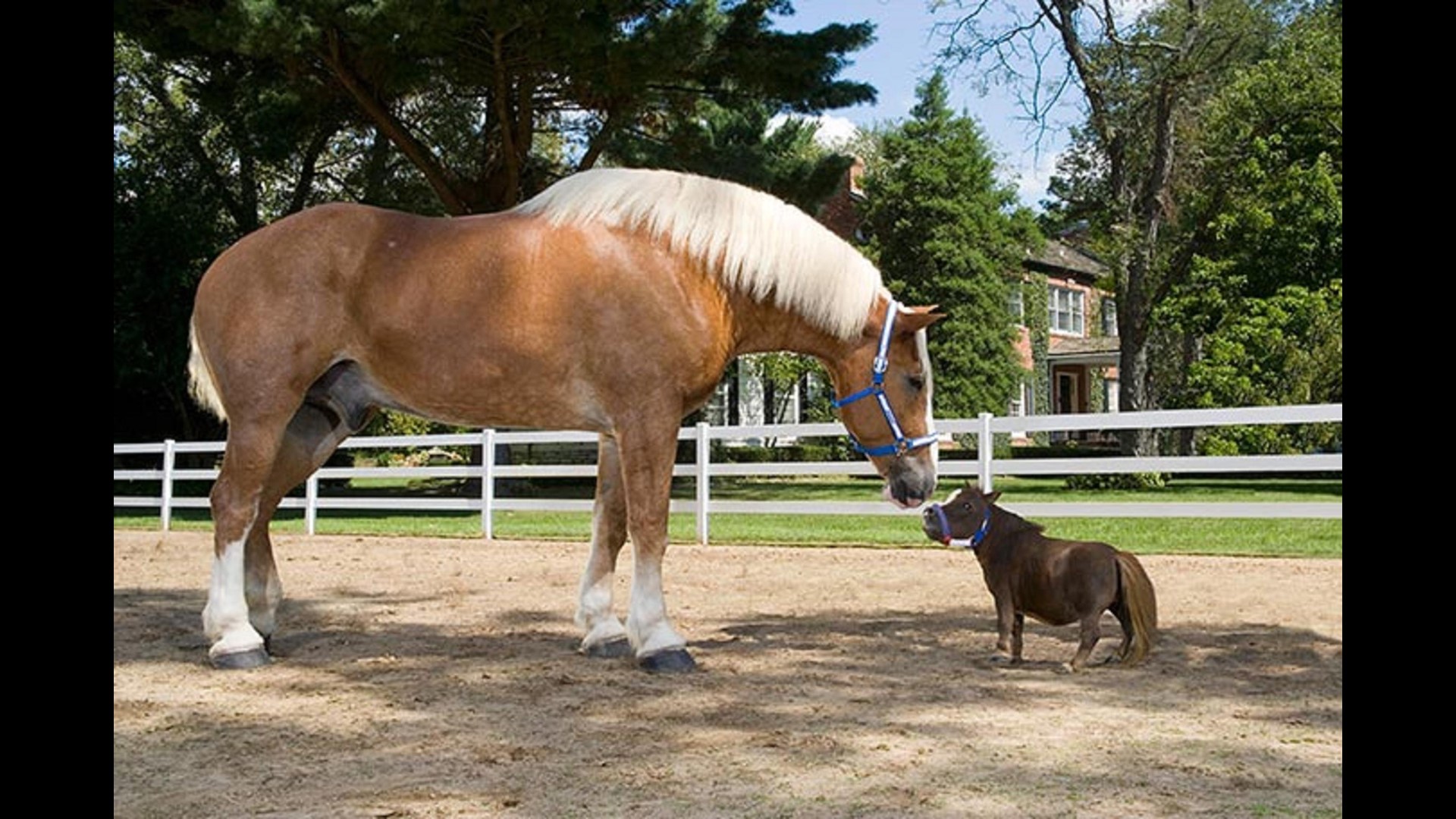 Meet Big Jake and Thumbelina: The tallest and smallest horse in the ...