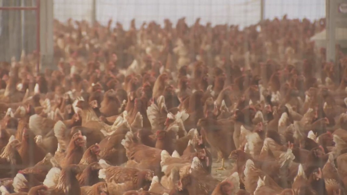 Avian flu outbreaks detected at two more Lancaster County poultry farms ...