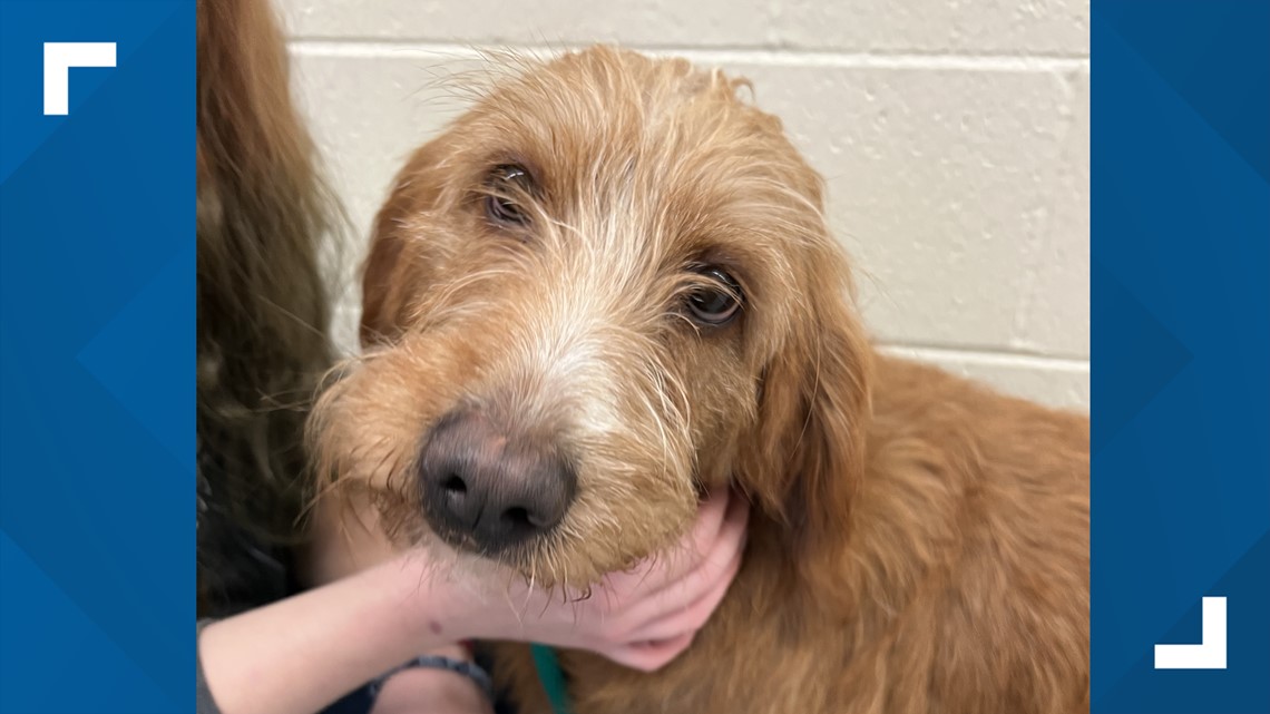 21 dogs taken from Lancaster County breeder over health and living ...