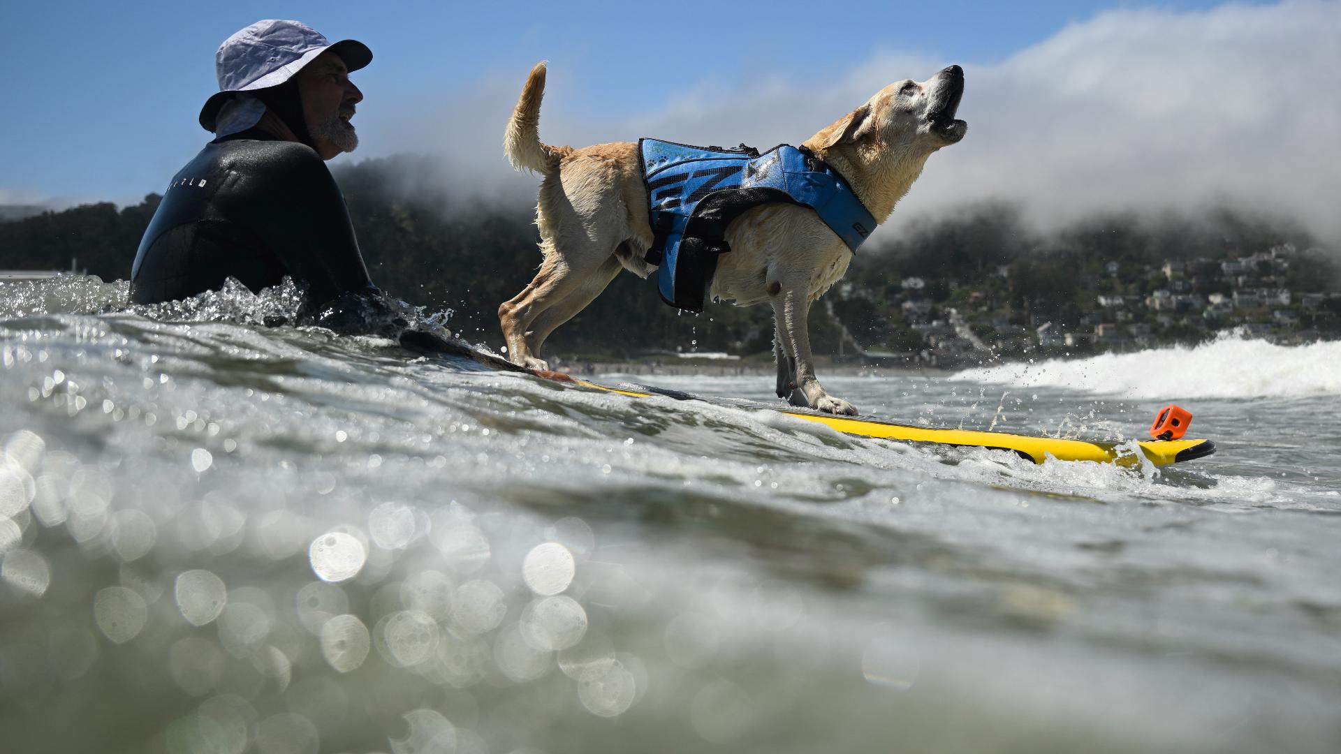 Who's the top dog? Wave-riding canines compete in the World Dog Surfing ...