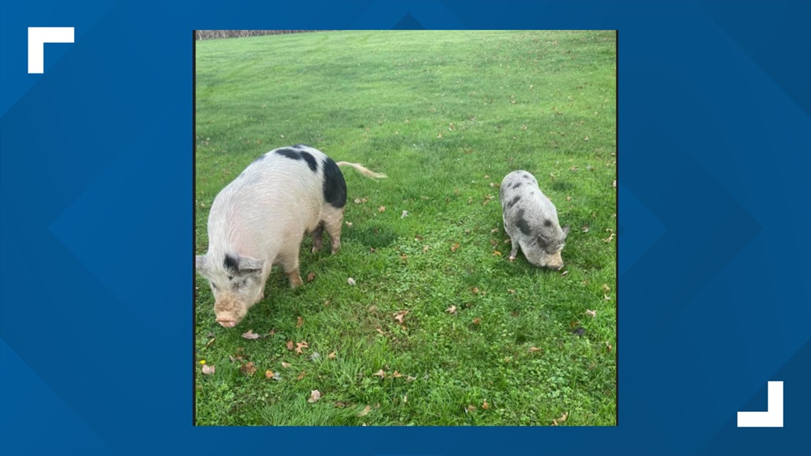 Pigs found wandering in Manor Township, Lancaster County | fox43.com