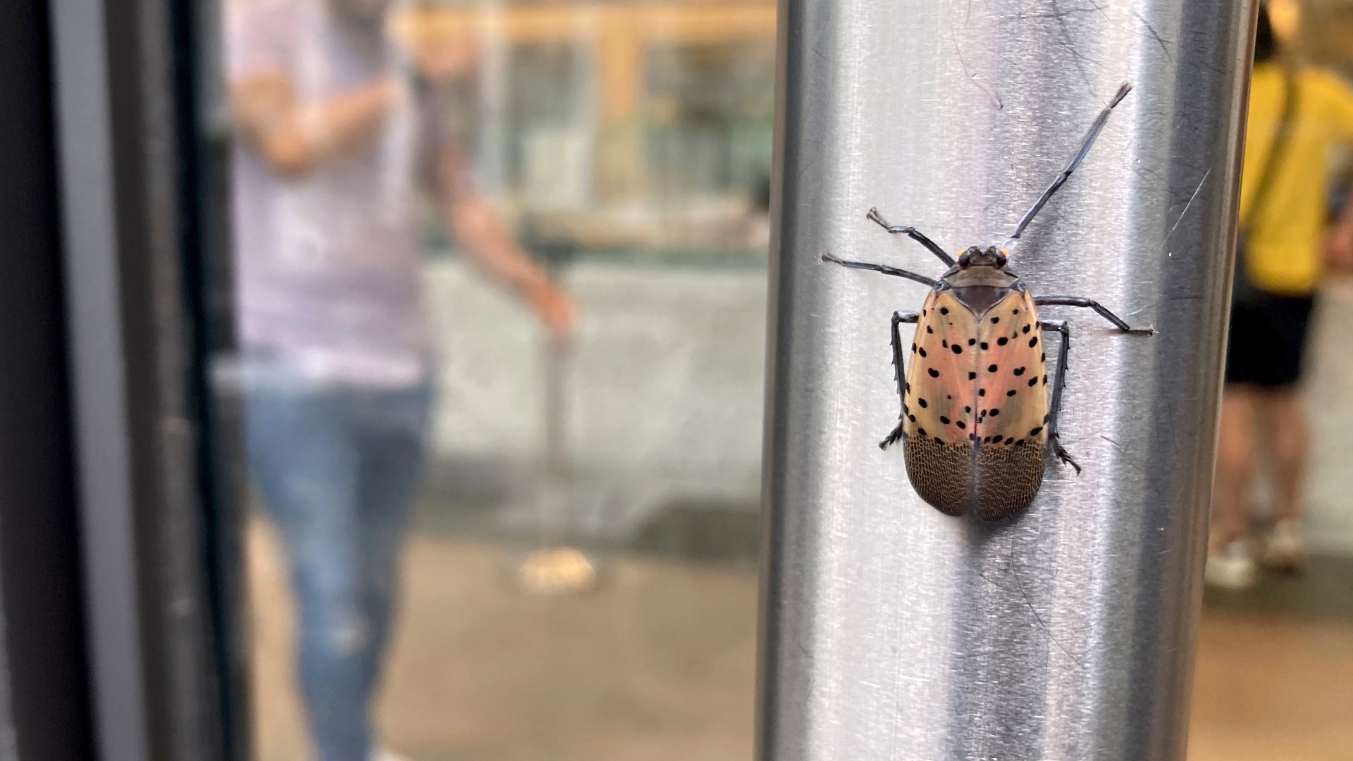 Pilot program announced to combat invasive species across Pennsylvania ...