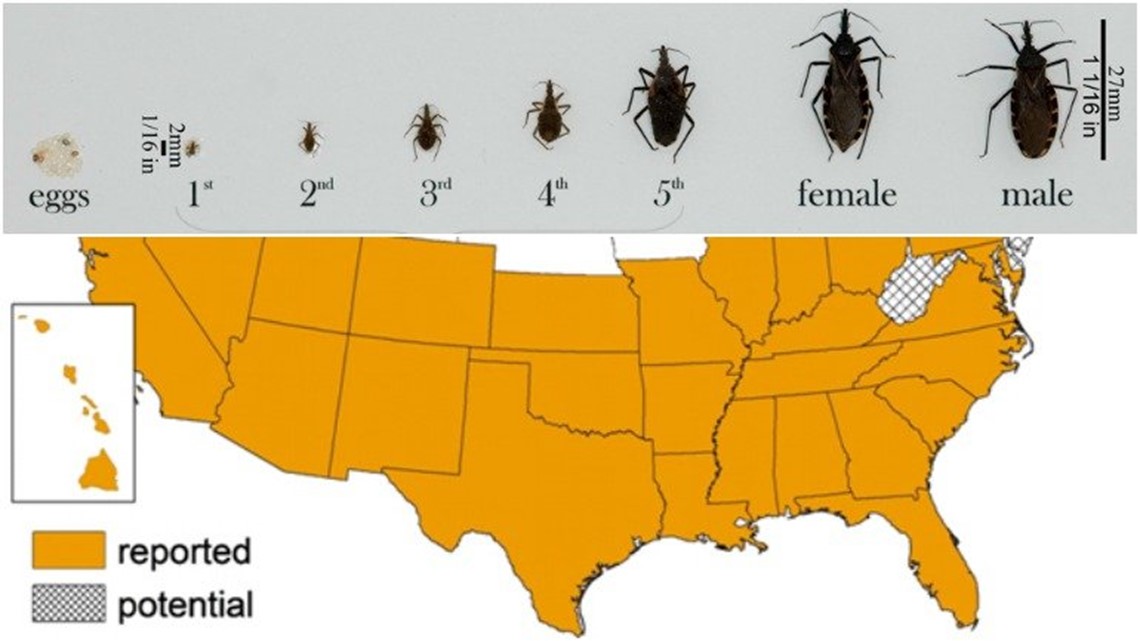 Deadly ‘kissing bug’ spreads to more than half of US, including PA | fox43.com
