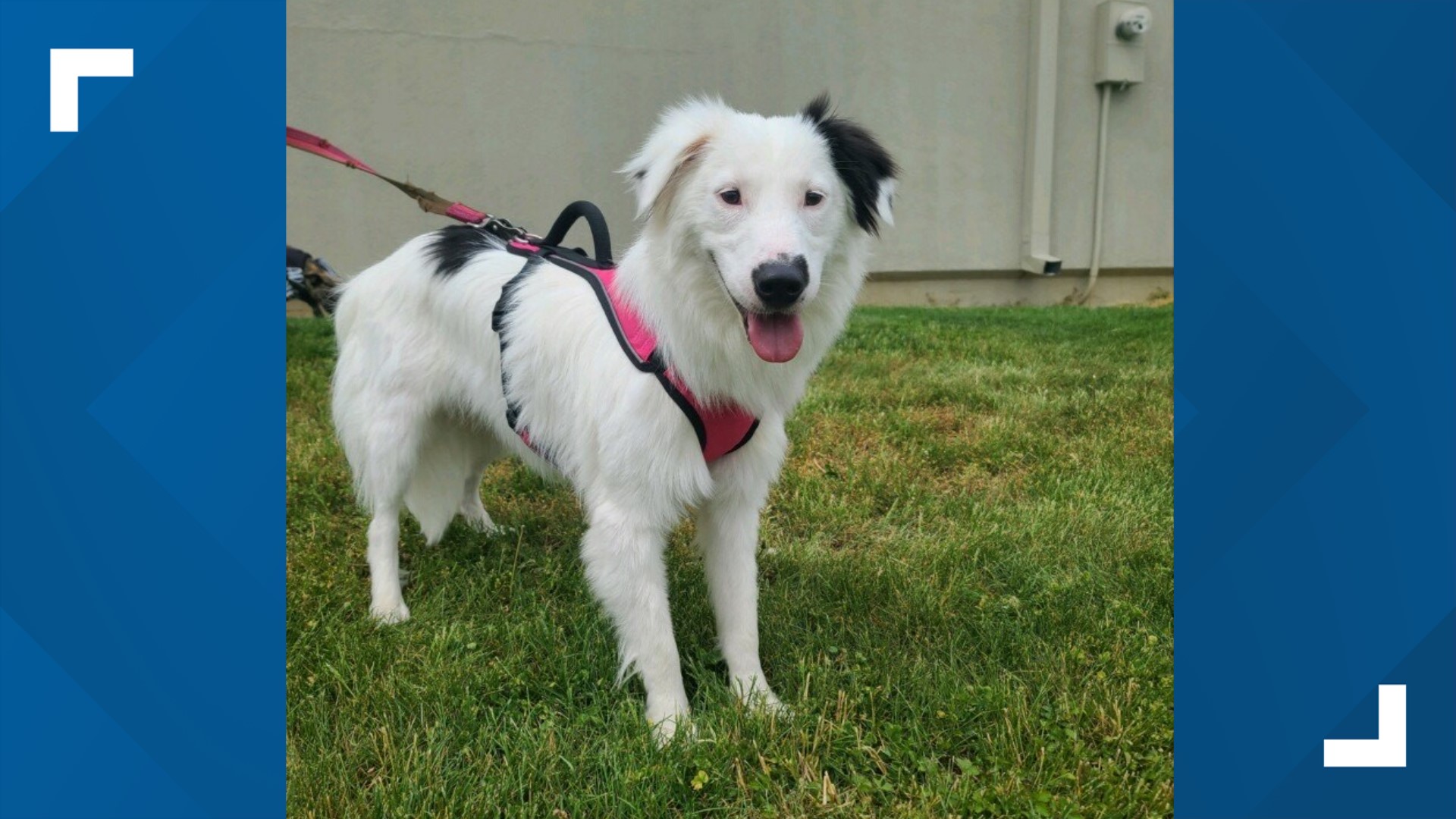 Furry friends with Bitsy and Suki, the dogs! | fox43.com