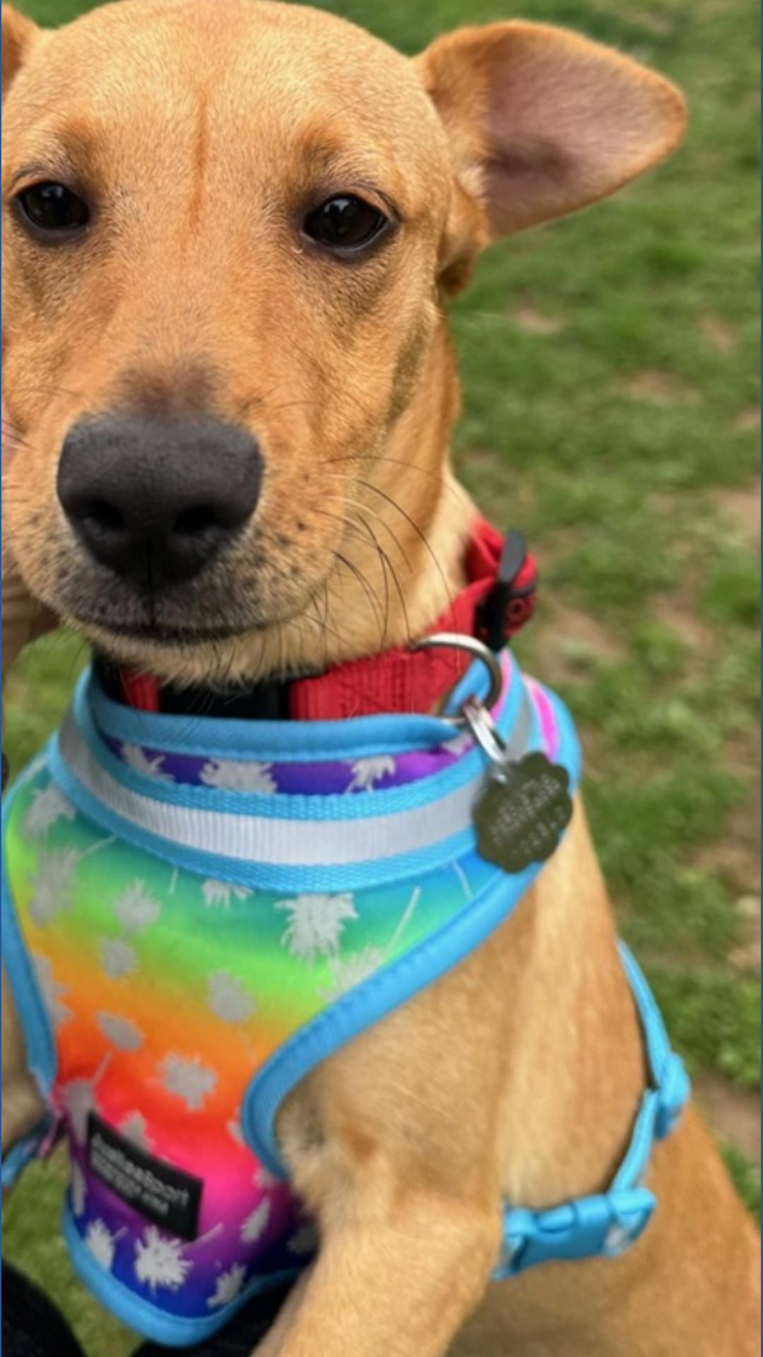 Furry Friends | Meet Luis | fox43.com