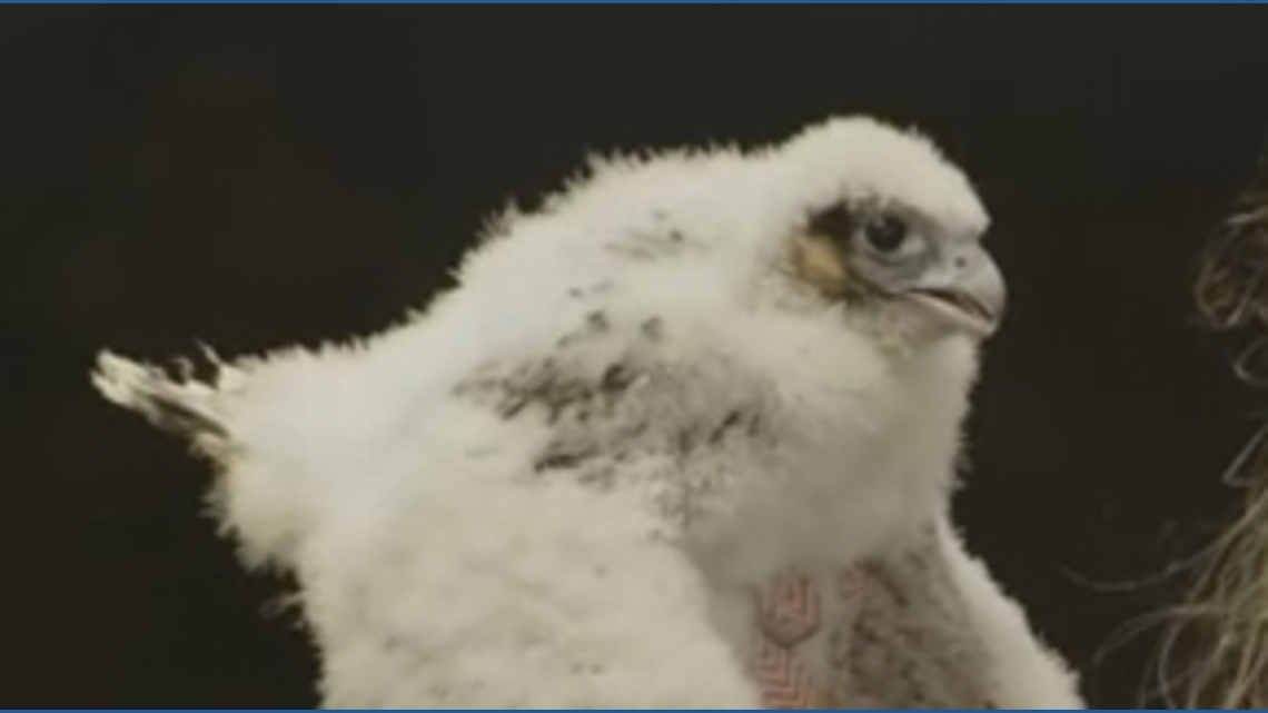 Rachel Carson Falcon Banding Tradition Continues | fox43.com