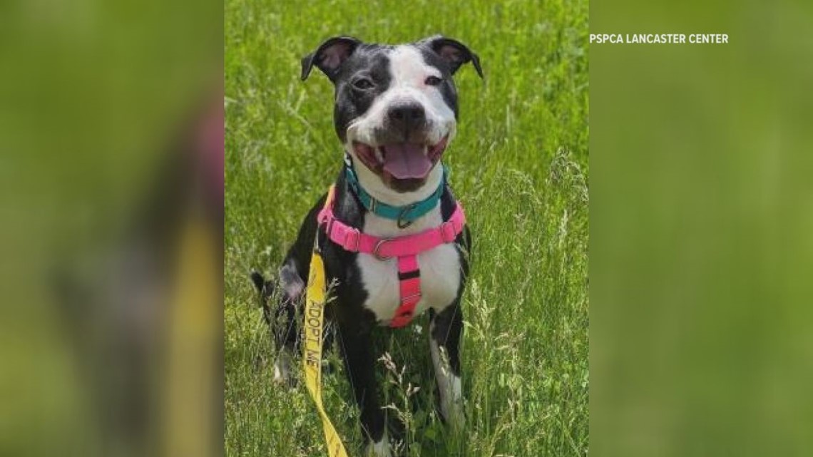 Furry Friends with Peppa, the dog! | fox43.com