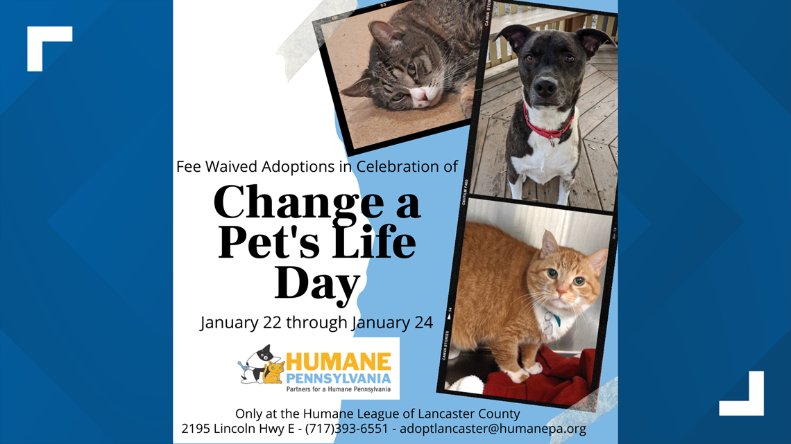 Humane League of Lancaster waives adoption fees this weekend to mark ...