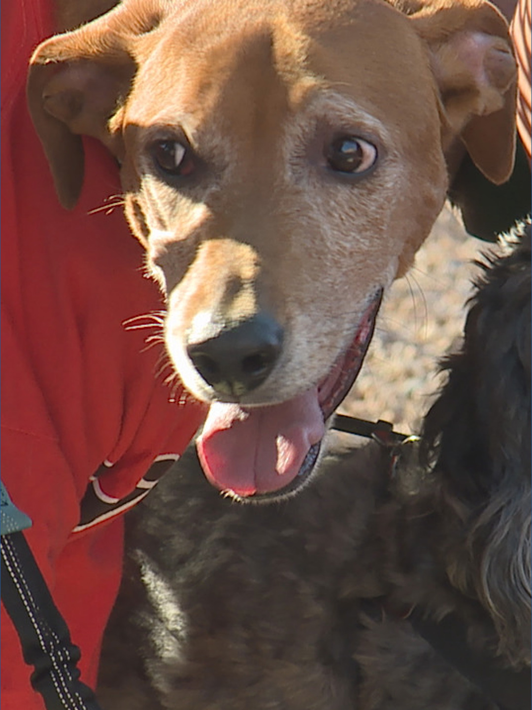 Orioles host 'Bark at Oriole Park' night | fox43.com